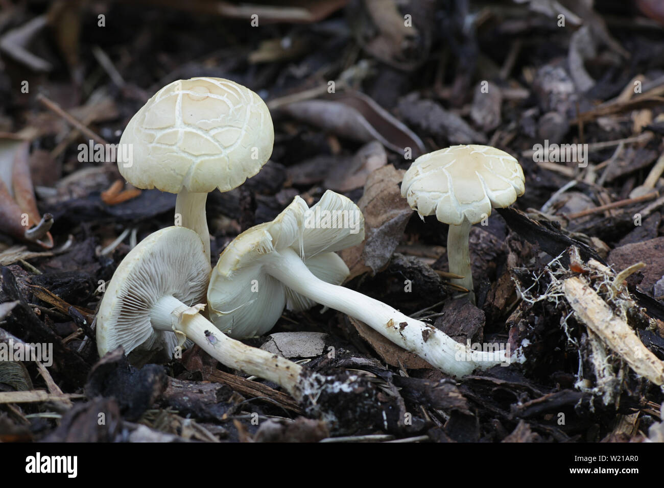 Spring fieldcap agrocybe praecox hi-res stock photography and images ...
