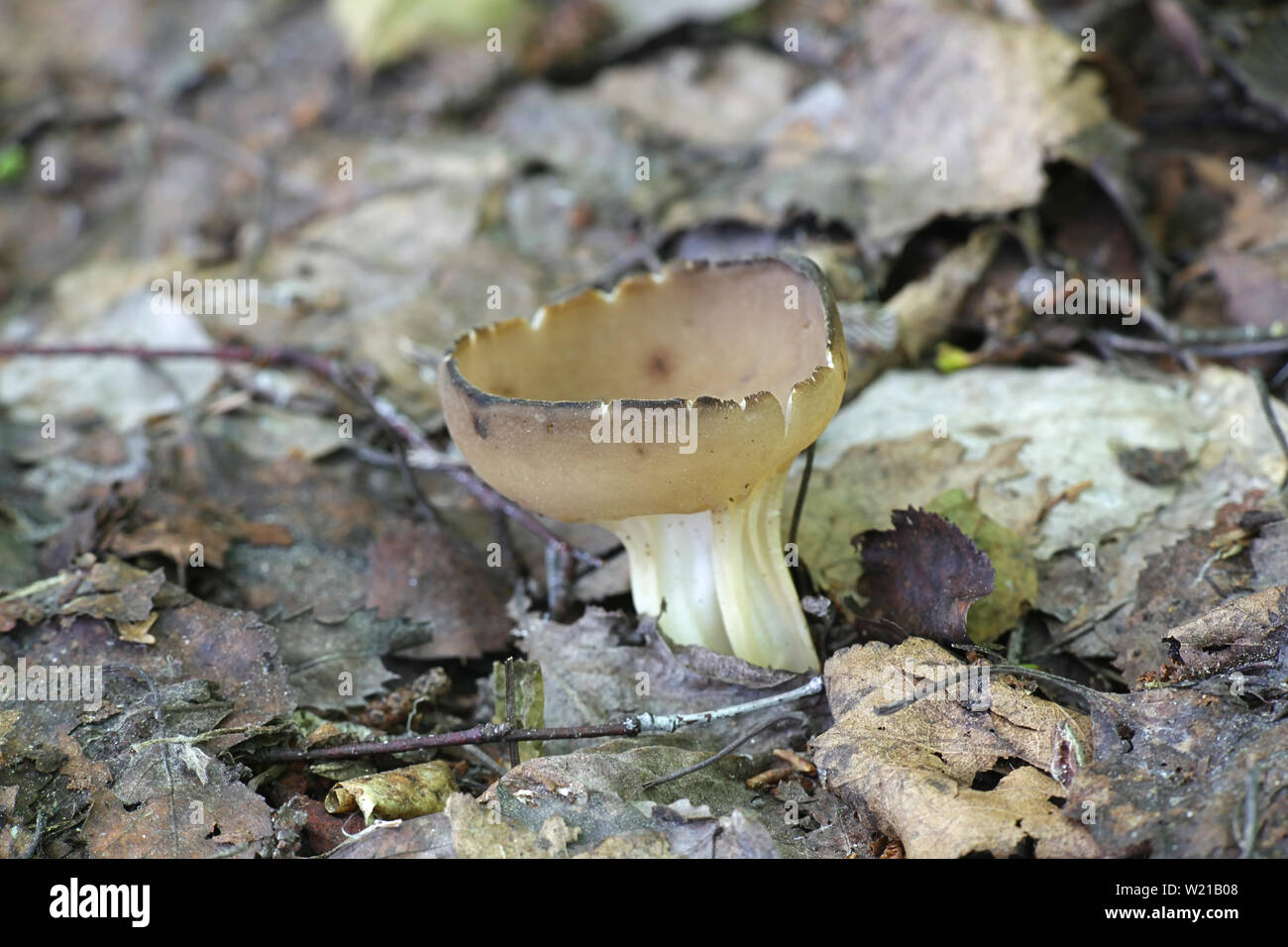 Brown fungus cups hi-res stock photography and images - Alamy