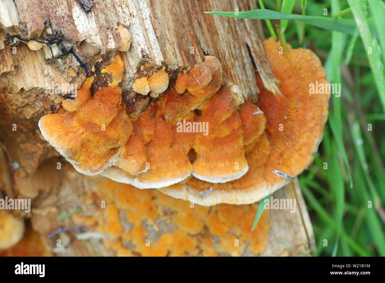 Pycnoporellus fulgens, an orange bracket fungus growing on birch in ...
