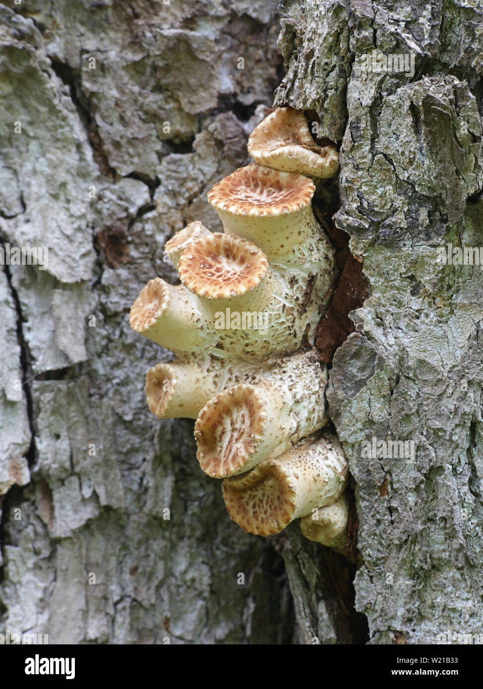 Pheasants back mushroom hi-res stock photography and images - Alamy
