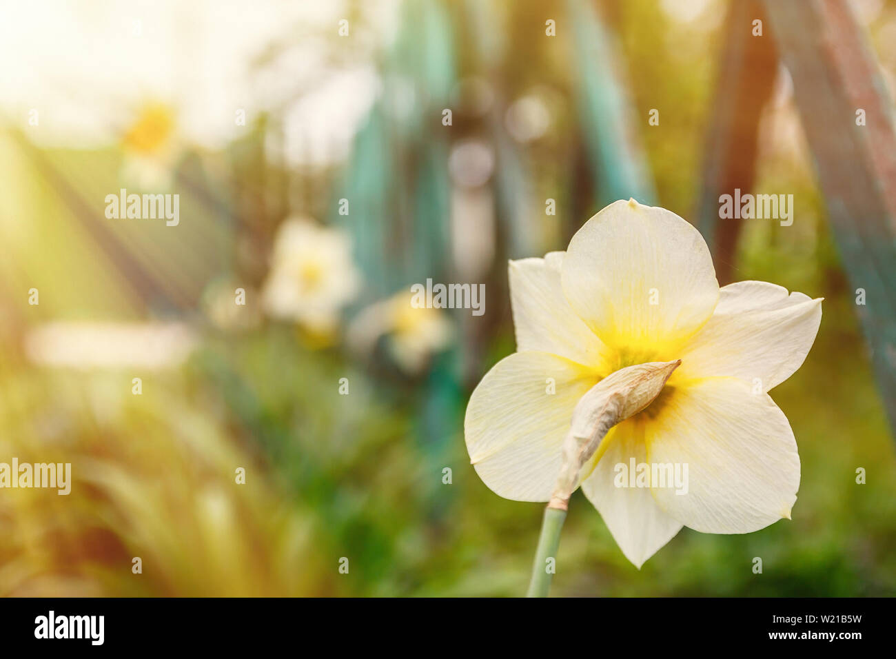 One flower of narcissus, rear view, against a green background. Close ...