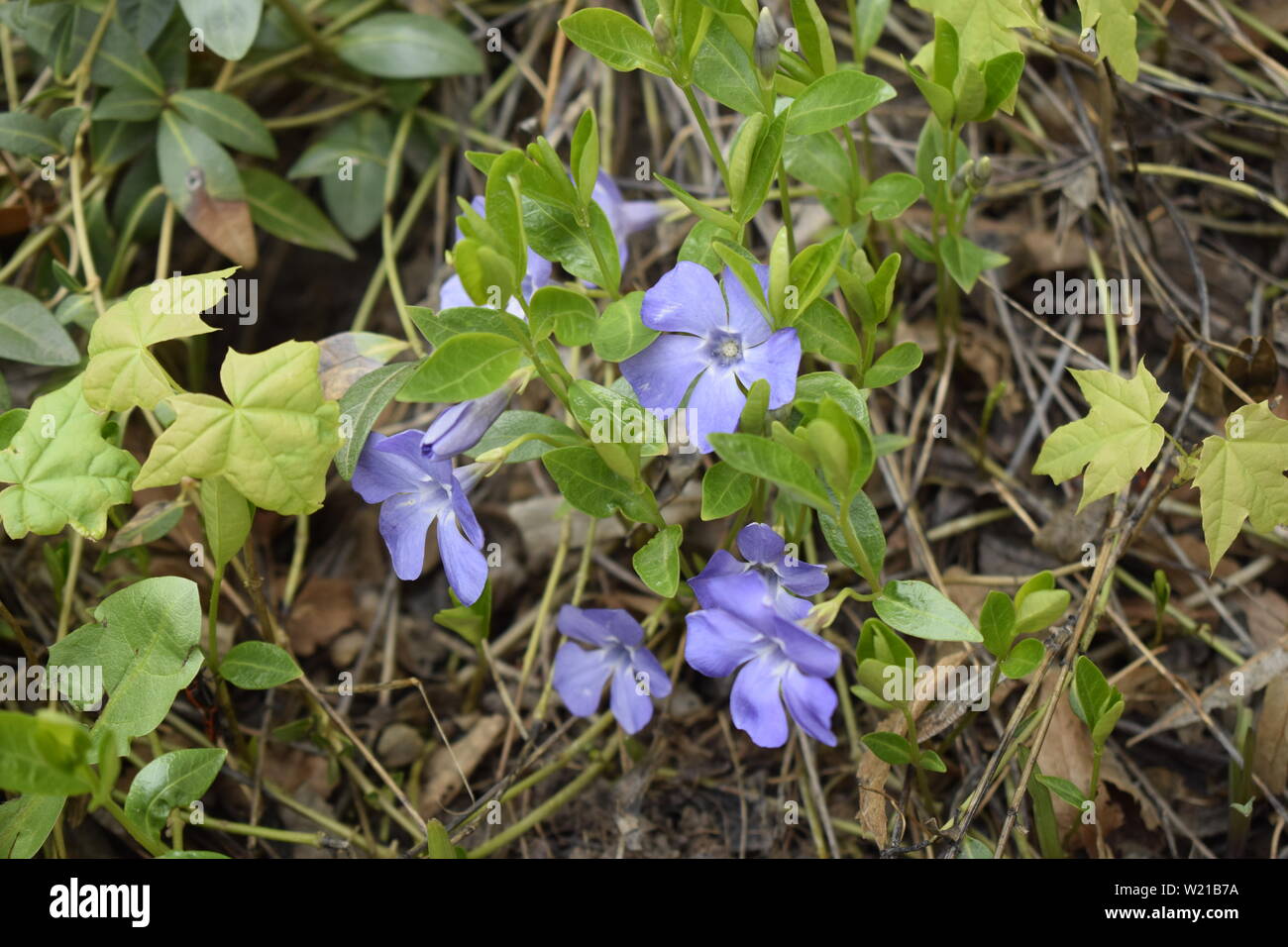 Vinca minor (common names lesser periwinkle, dwarf periwinkle, small ...
