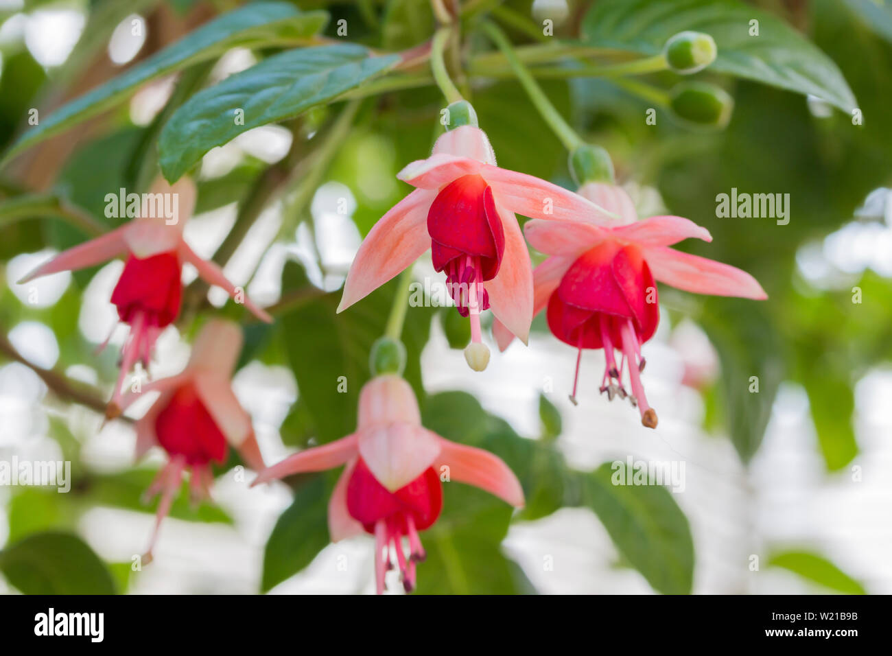 All White Fuchsia Flower High Resolution Stock Photography and Images ...