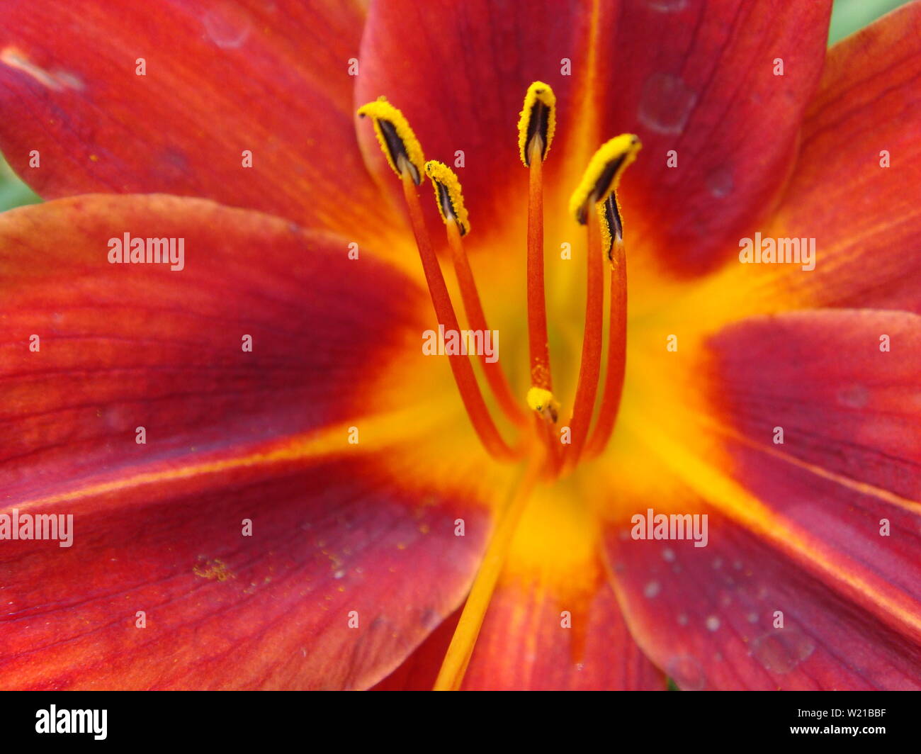 Red lily flowers background, soft selective focus. Full blooming of ...