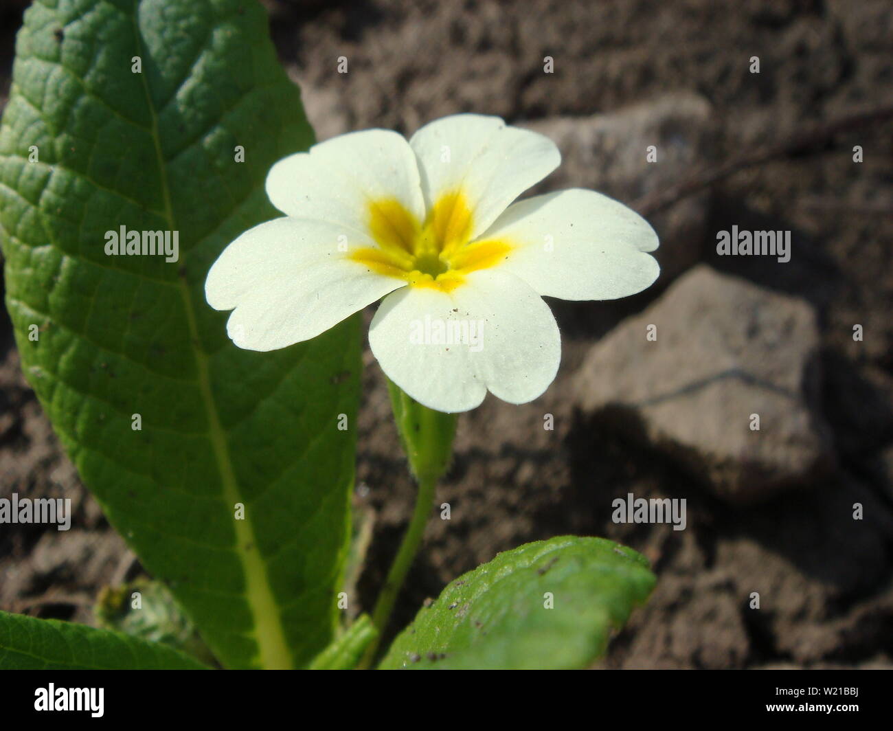 White flowers of primroses (primula) vulgaris or English primrose ...