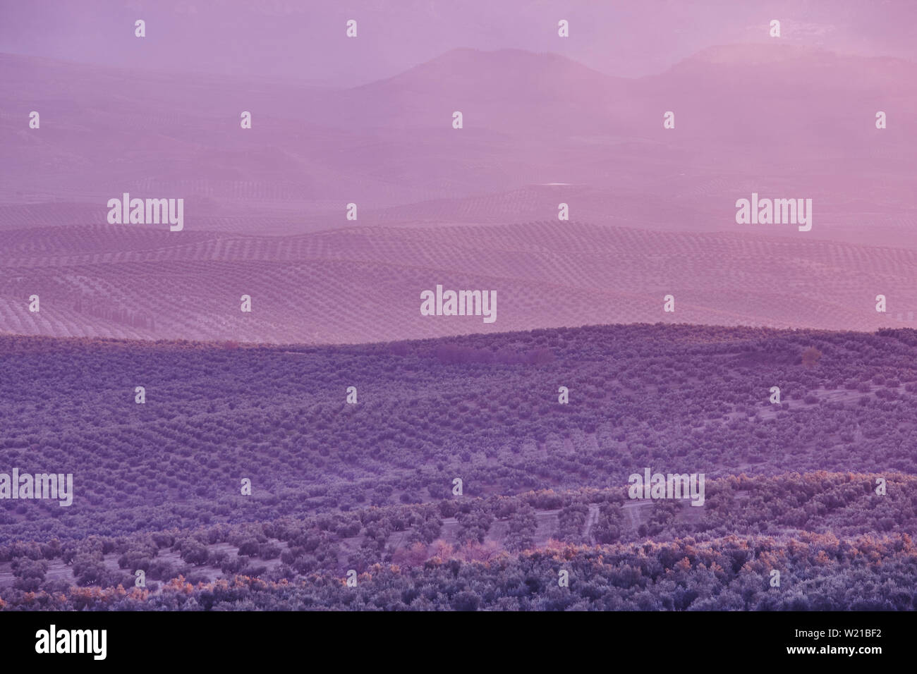 Olive tree fields in Andalusia. Spanish agricultural harvest landscape ...