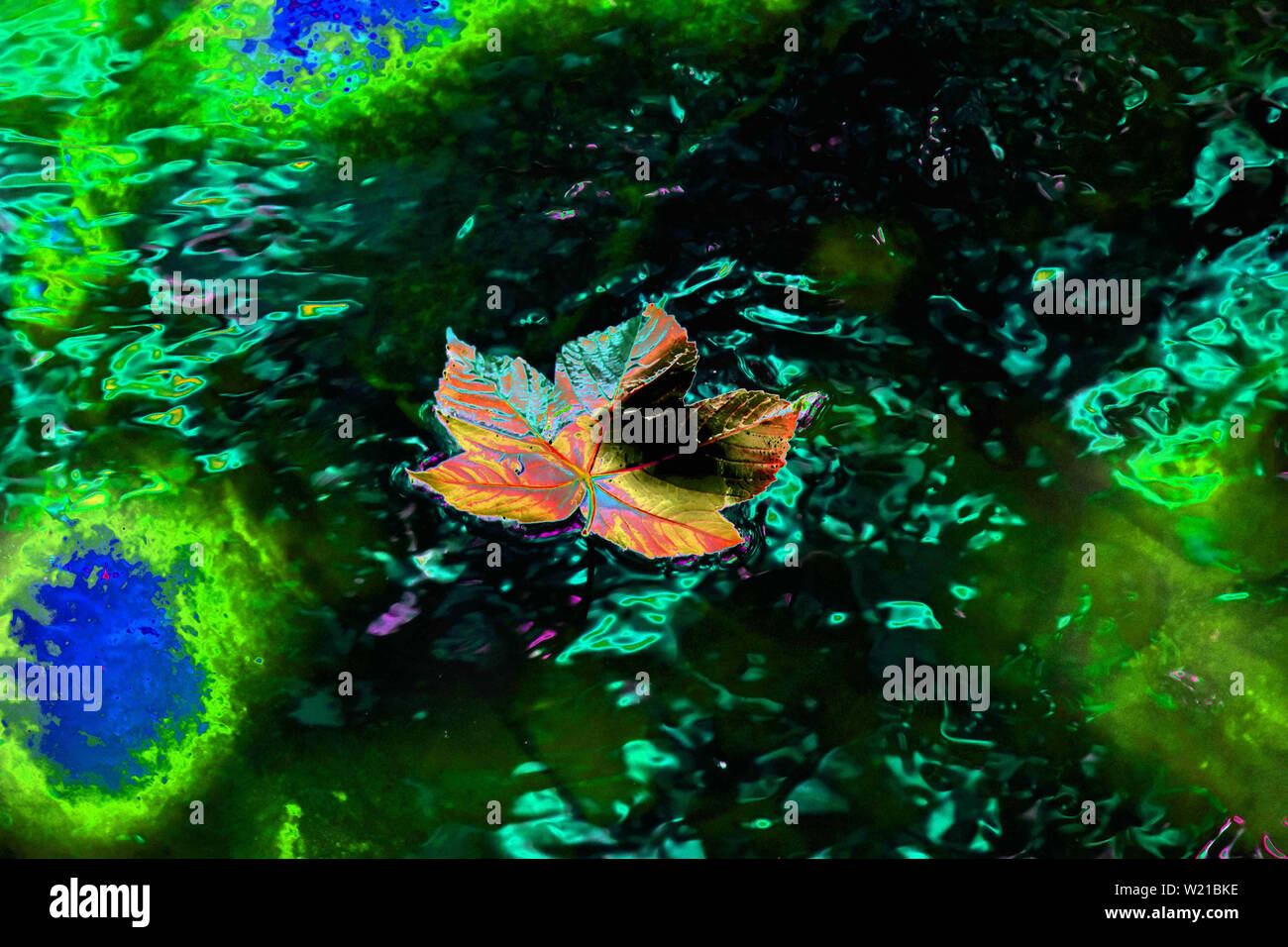 Leaf on water, solarized Stock Photo - Alamy