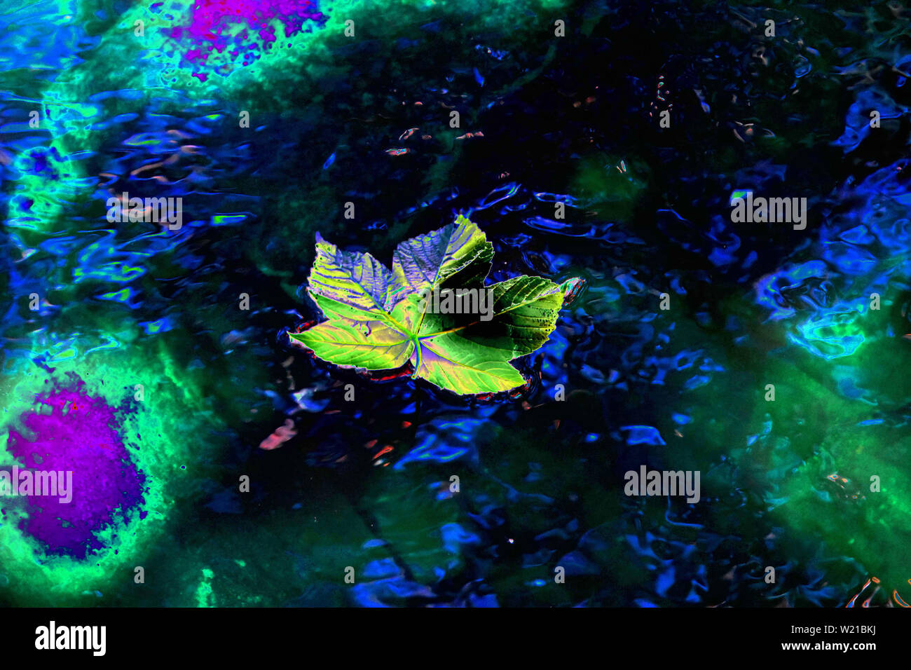 Leaf on water, solarized Stock Photo - Alamy