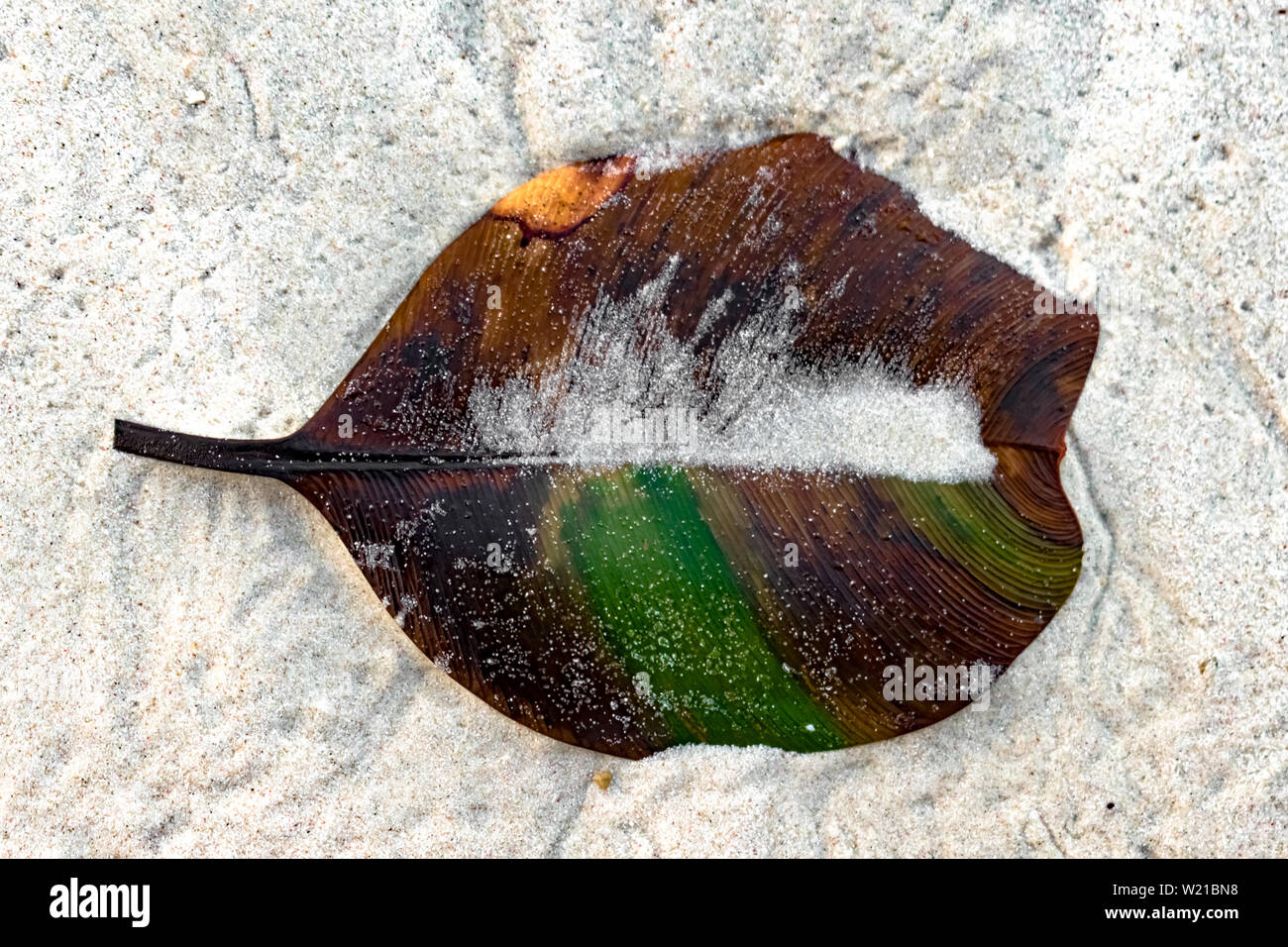 Decomposing leaf hi-res stock photography and images - Alamy