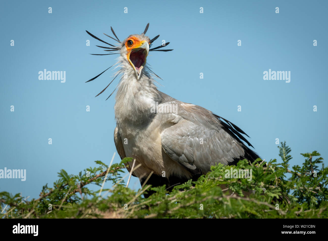 Secretary bird perched in tree top hi-res stock photography and images ...