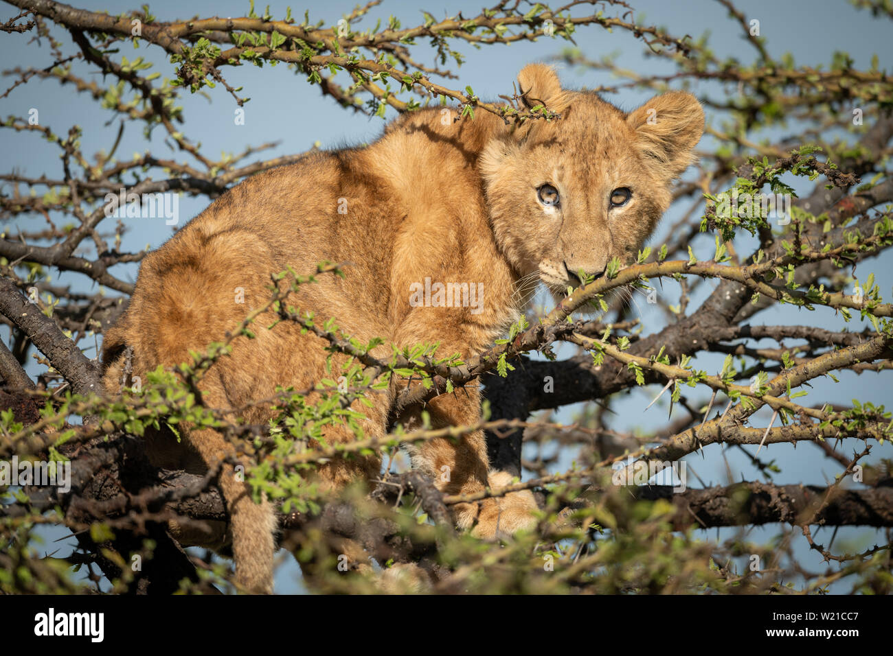 A young lion cub stands in a thorn tree under a blue sky. He is staring ...
