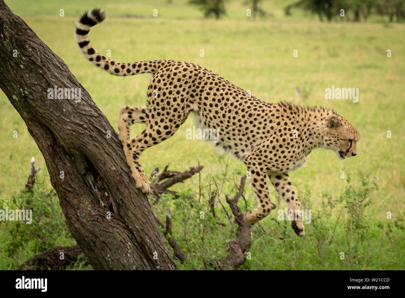 A male cheetah jumps down from the diagonal trunk of a tree. He has ...