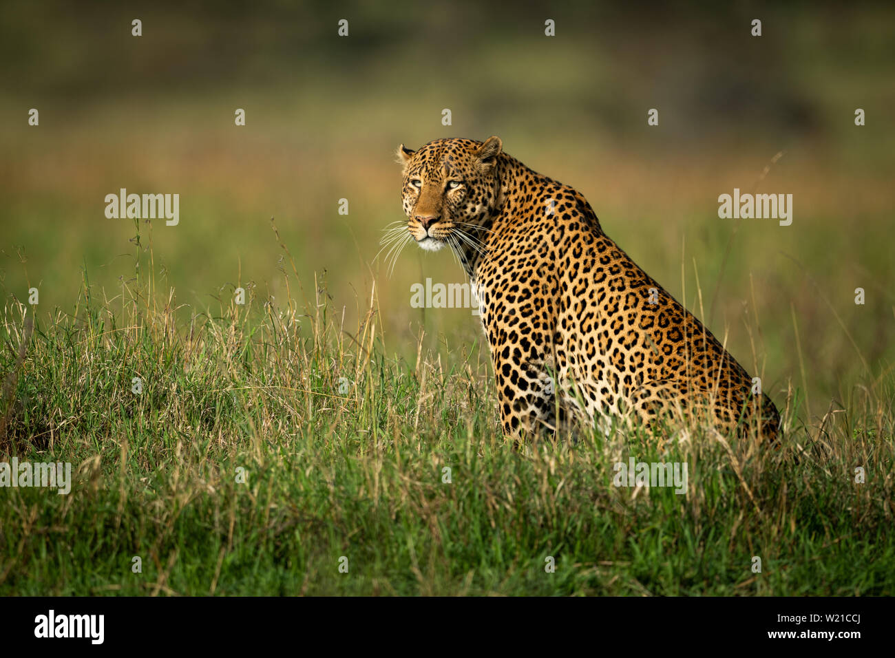 A big male leopard sits in long grass in profile. He has a black and ...