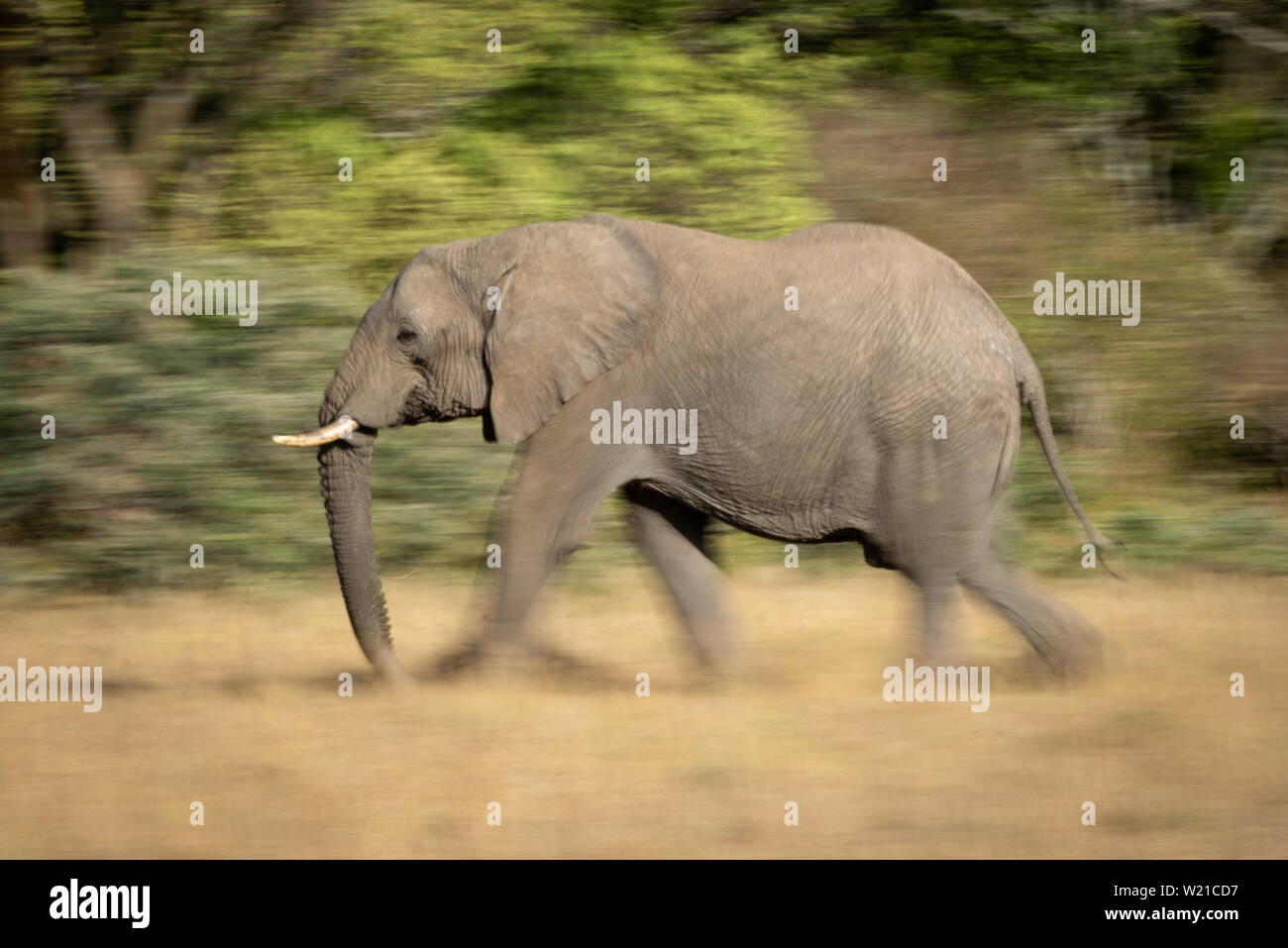 An elephant is walking past trees in the African savannah from left to ...