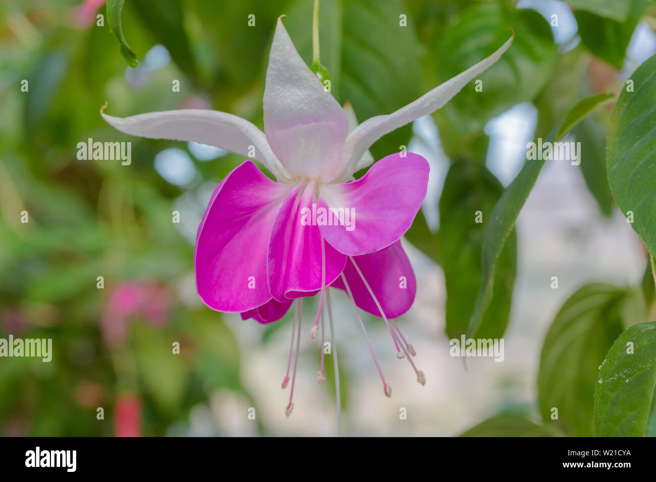 Fuchsian High Resolution Stock Photography and Images - Alamy