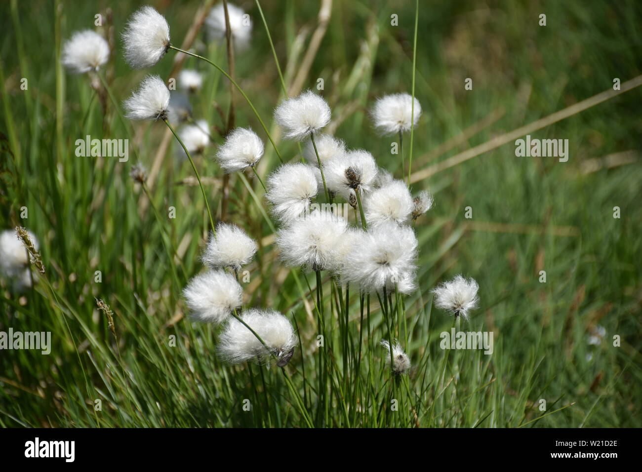 Sumpfwiese hi-res stock photography and images - Alamy