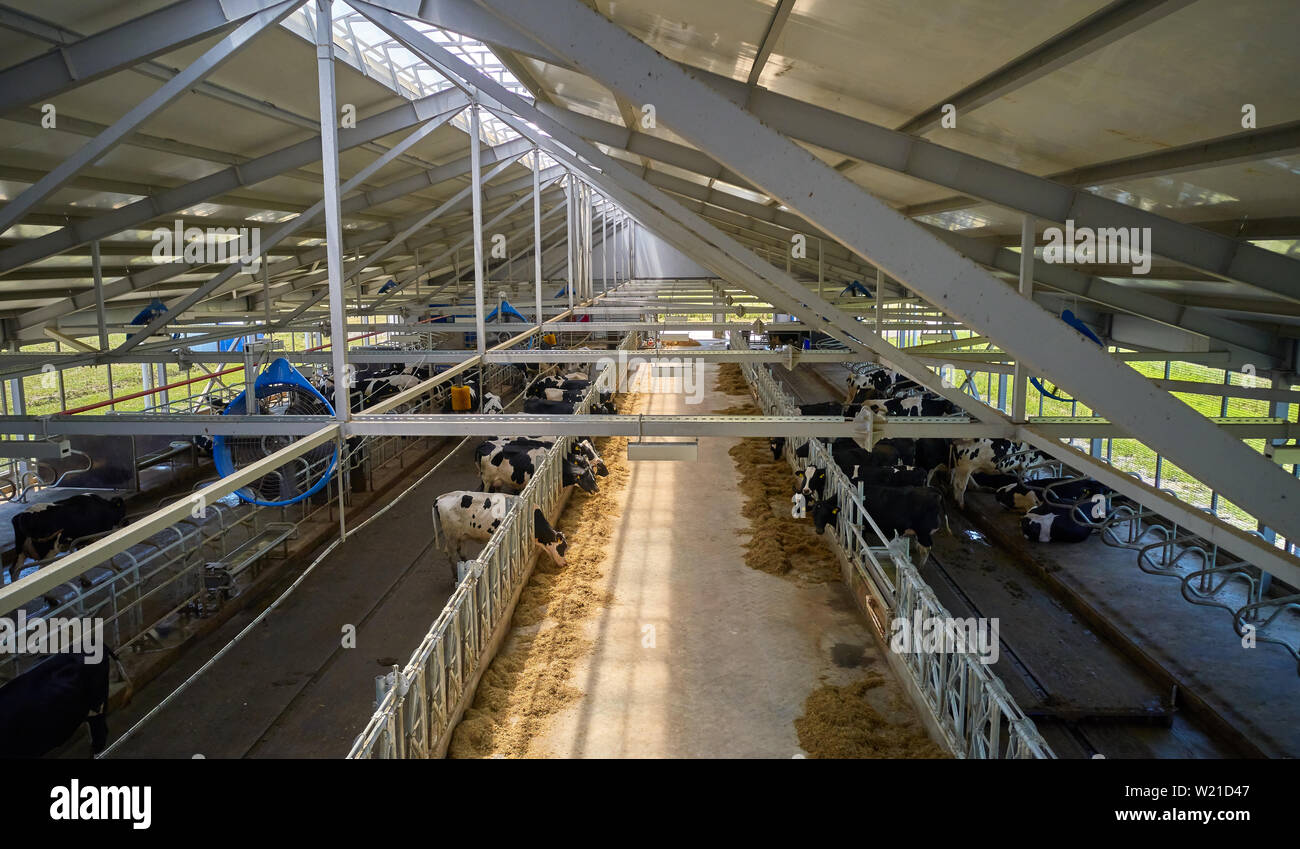 cows in a modern barn Stock Photo - Alamy