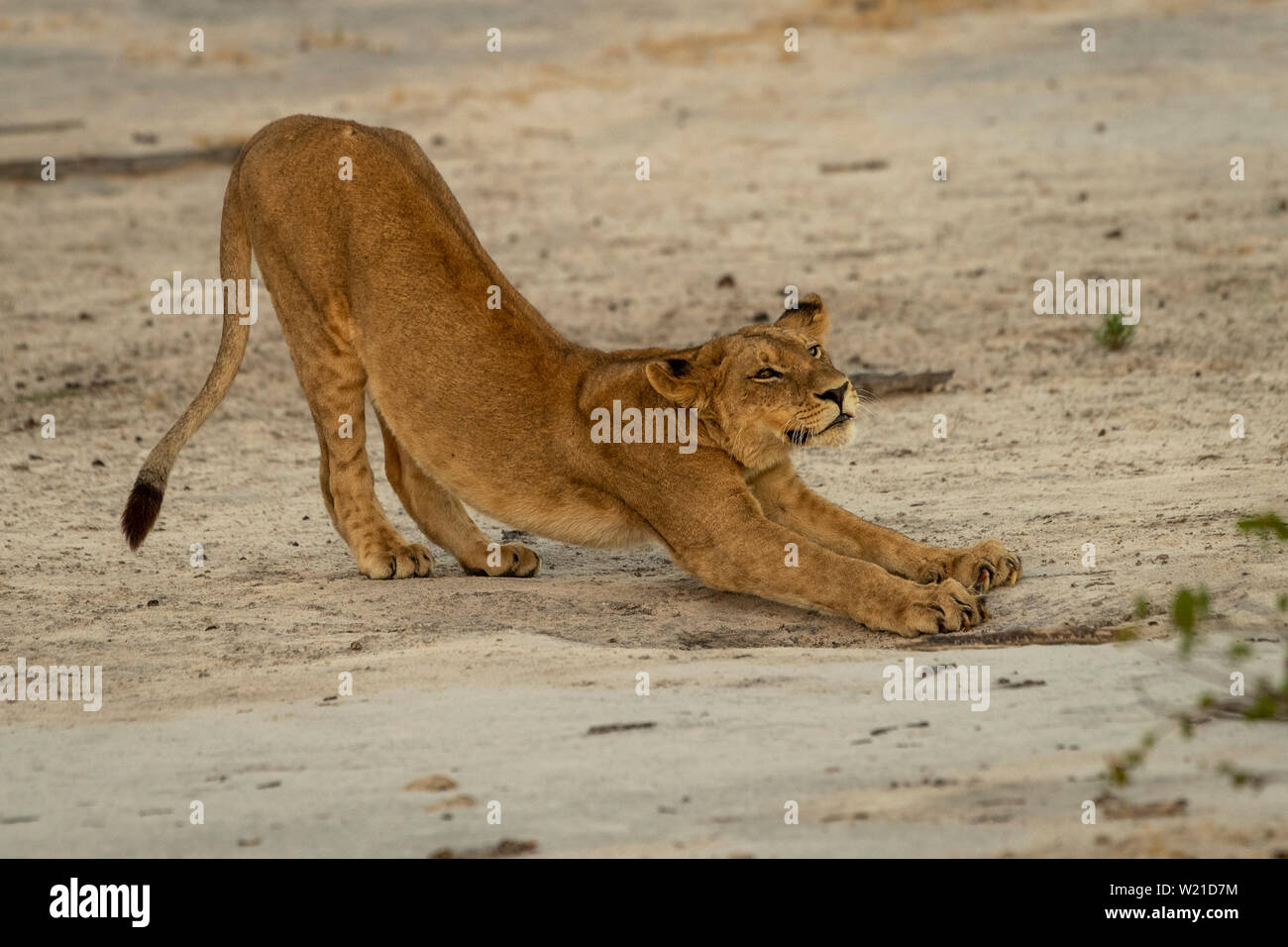 Lioness Scratching Tree High Resolution Stock Photography and Images ...
