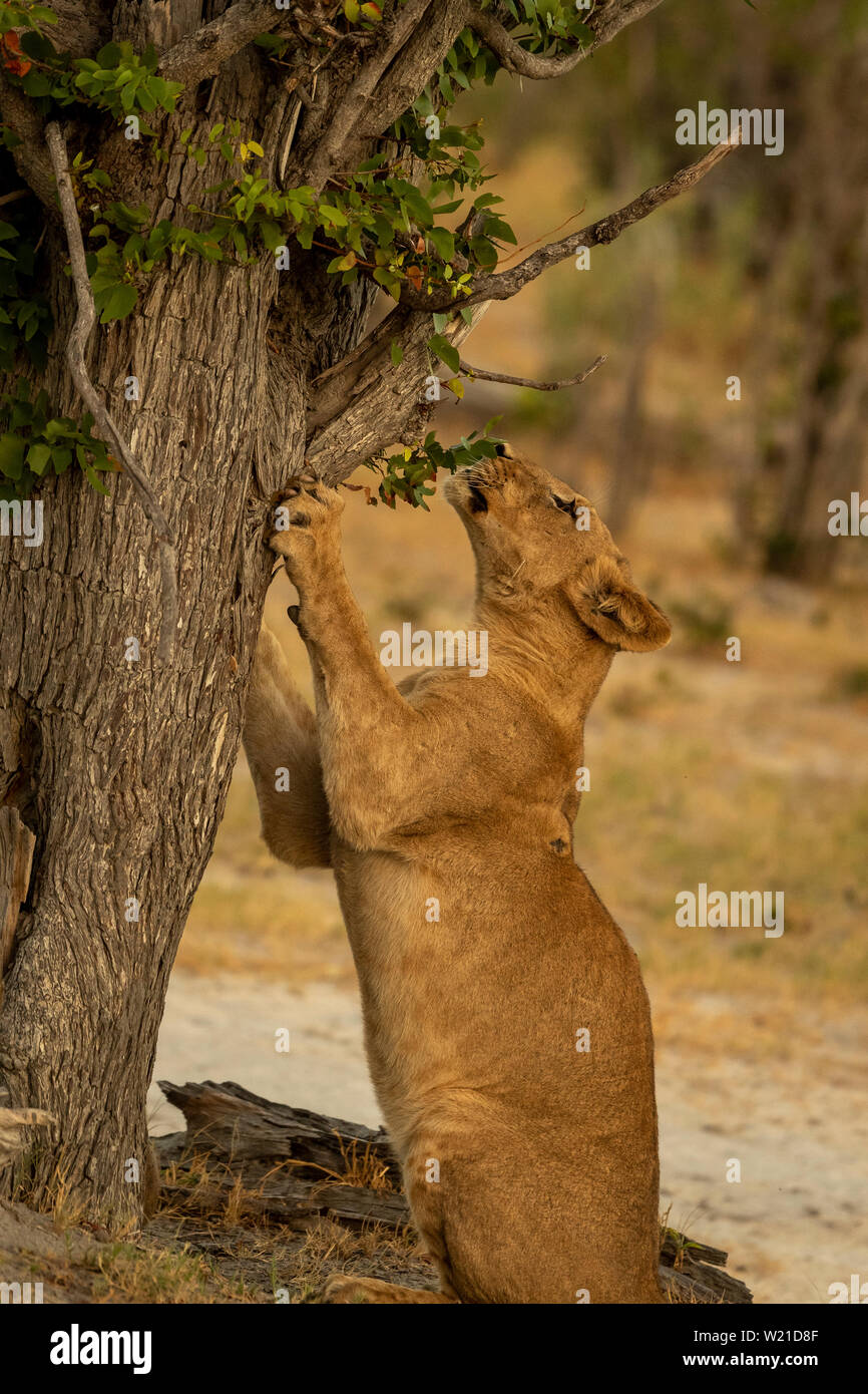 Lioness stretching before going hunting in early evening in Vumbera ...