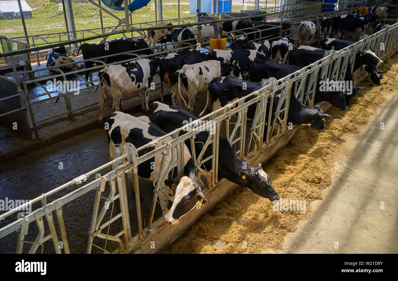 cows in a modern barn Stock Photo - Alamy