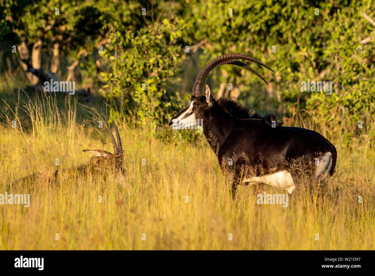 Endangered Sable Antelope in Vumbera Okavango Delta Botswana Stock ...