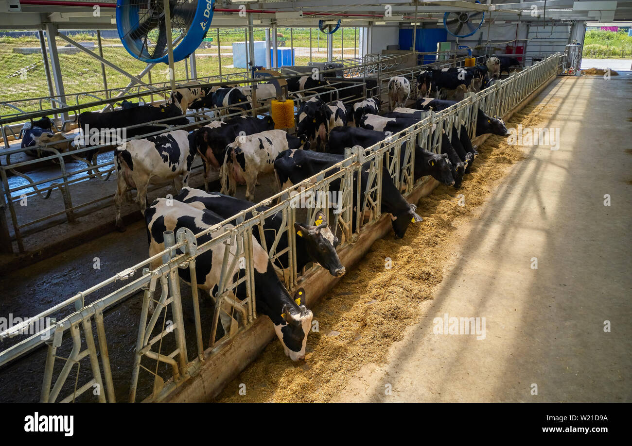 cows in a modern barn Stock Photo - Alamy