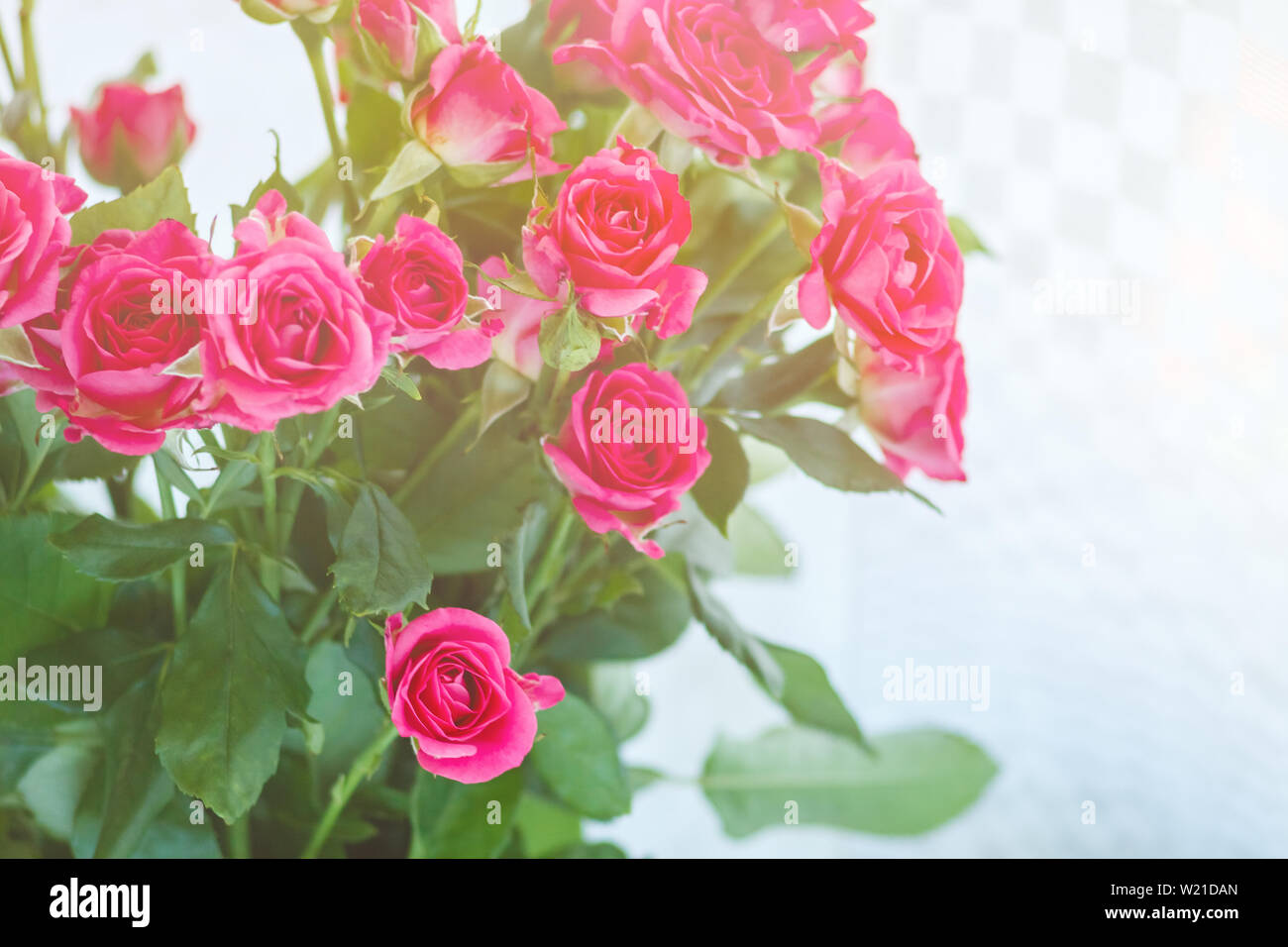 Close up little red roses hi-res stock photography and images - Alamy