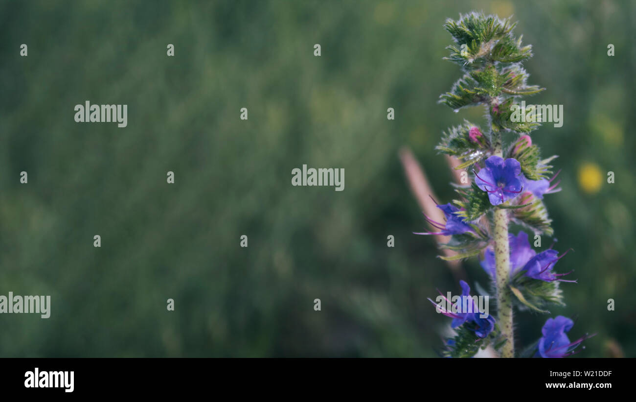 Abstract green background. Purple Bugloss. Echium plantagineum. Soft ...