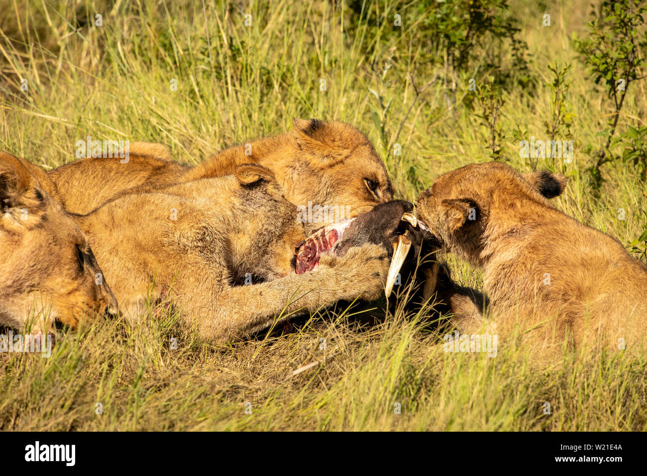 Lion cub sunrise lions hi-res stock photography and images - Alamy