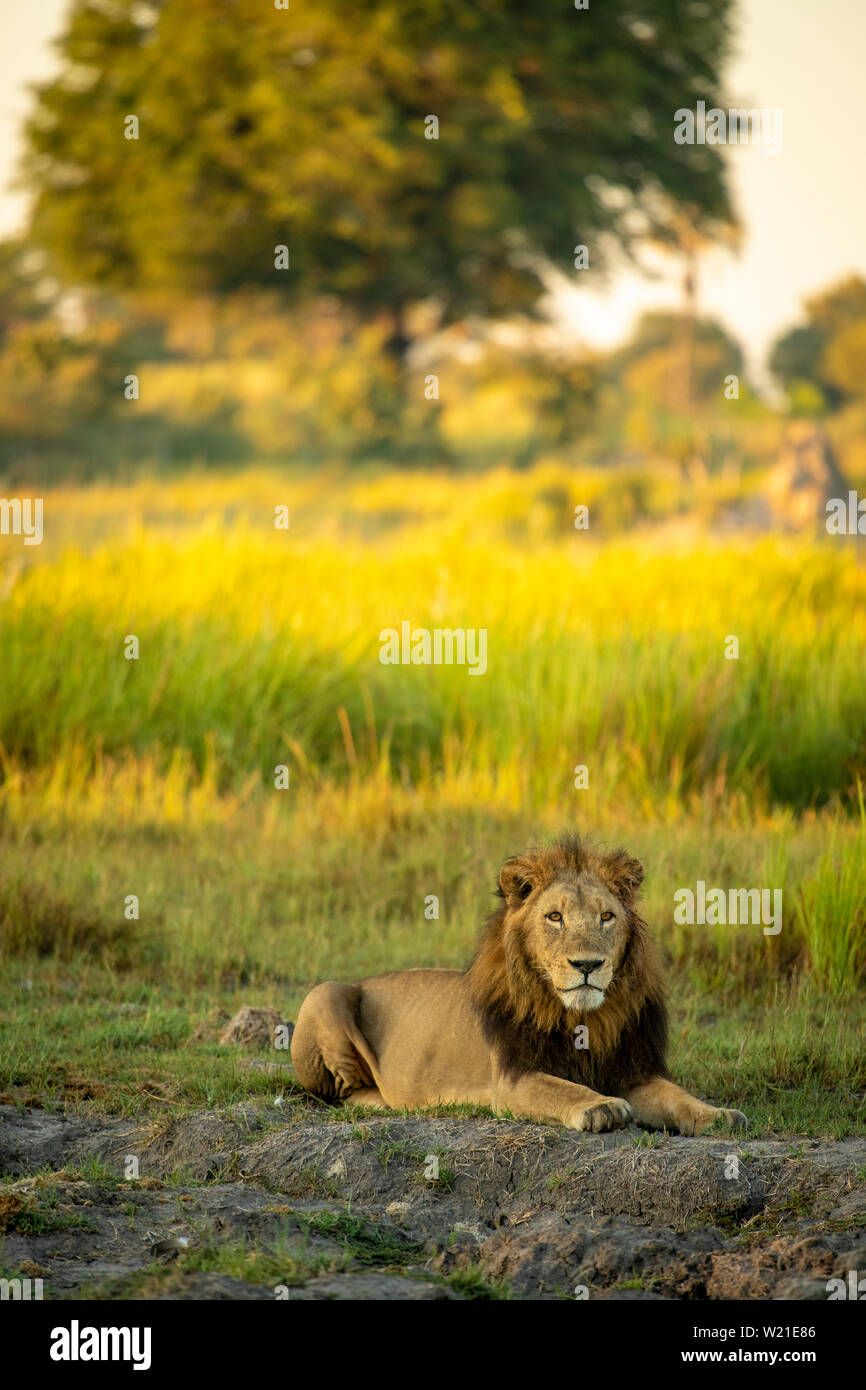 Maned lion in early morning sunshine in Chitabe, Okavango Delta ...