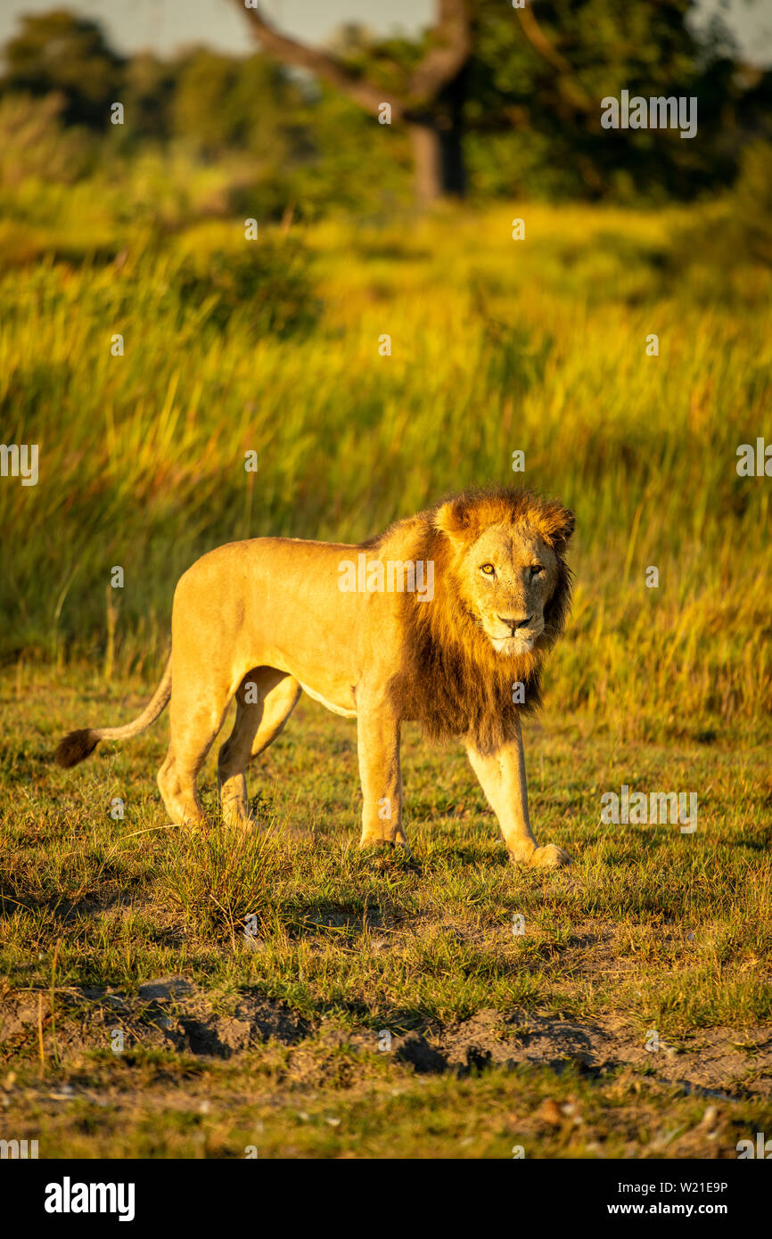 Proud maned lion hi-res stock photography and images - Alamy