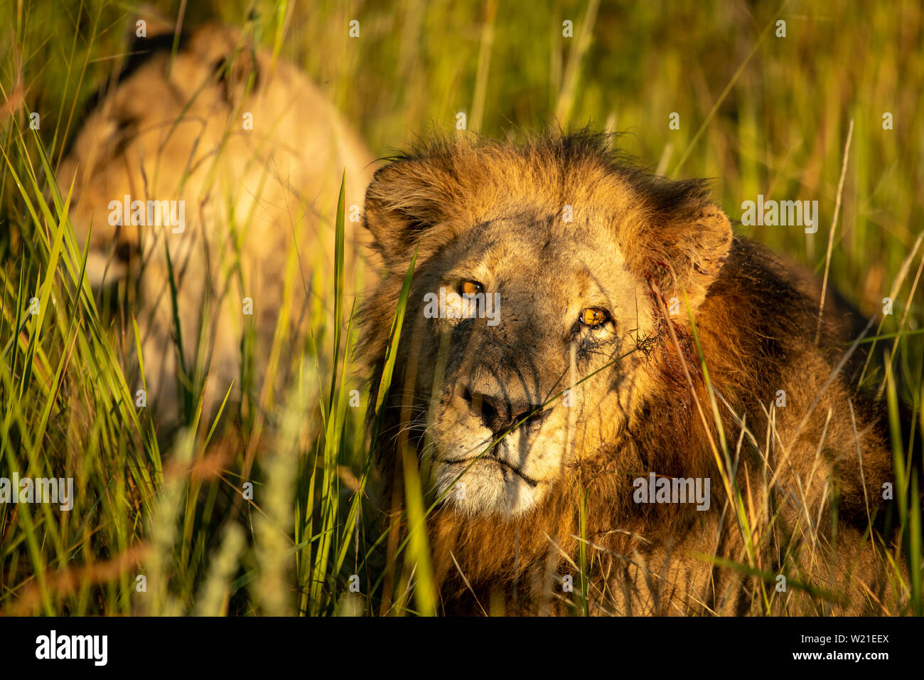 Maned lioness hi-res stock photography and images - Alamy