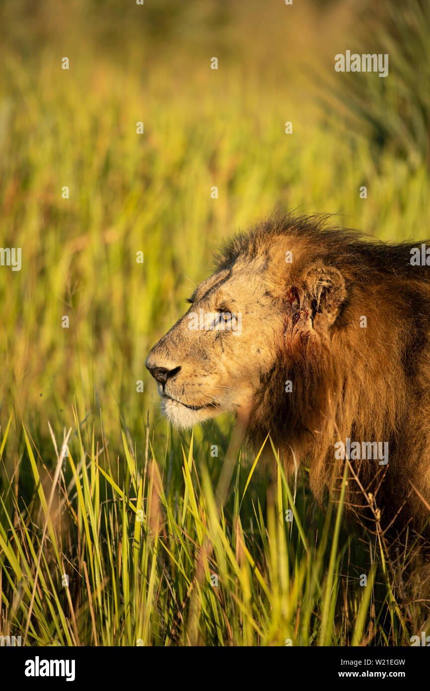 Proud maned lion hi-res stock photography and images - Alamy