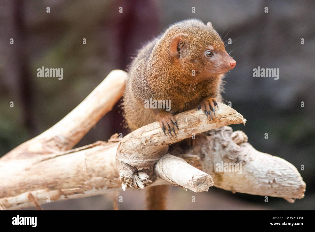 Mongoose and teeth hi-res stock photography and images - Alamy