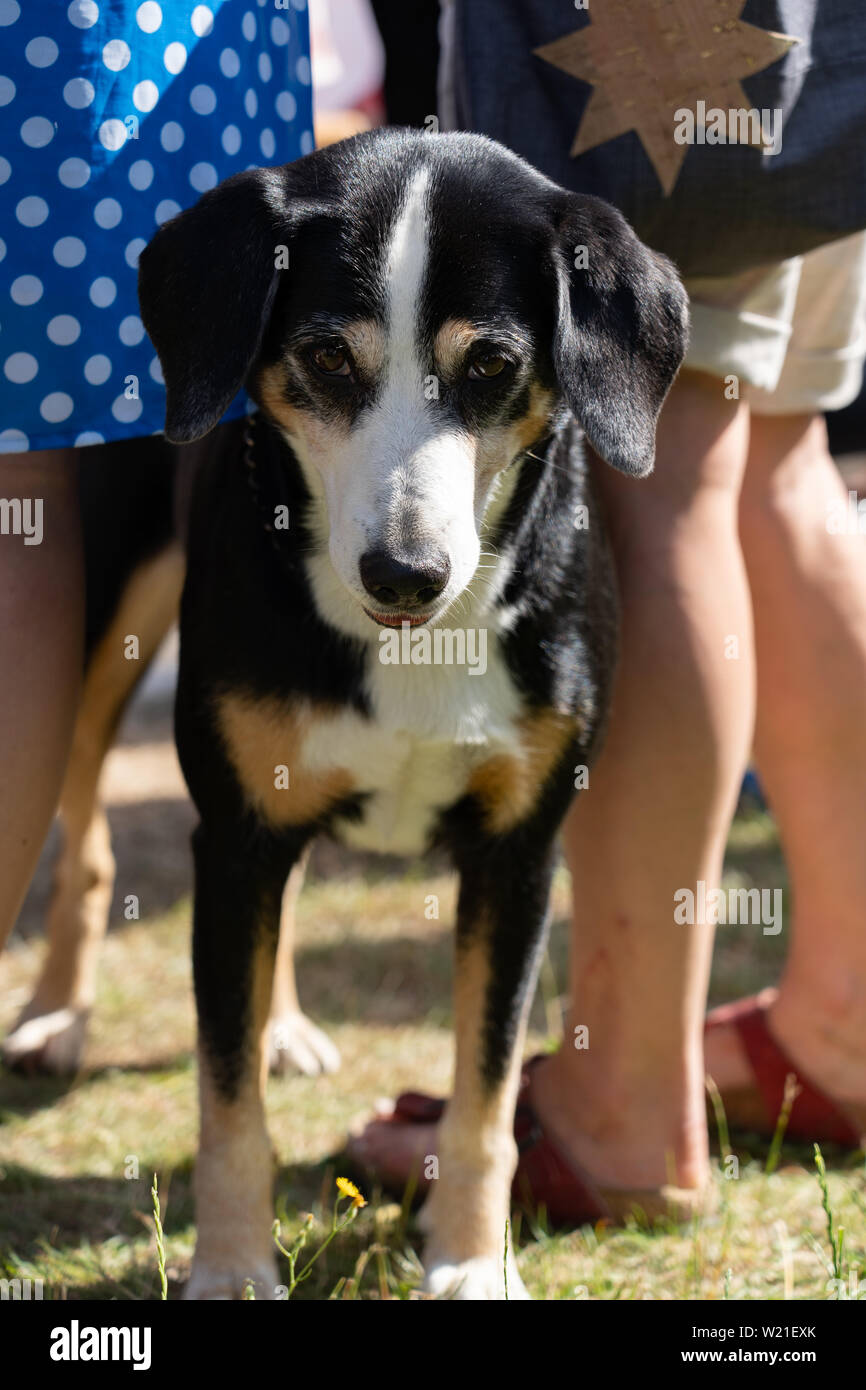 Dog between standing people Stock Photo - Alamy