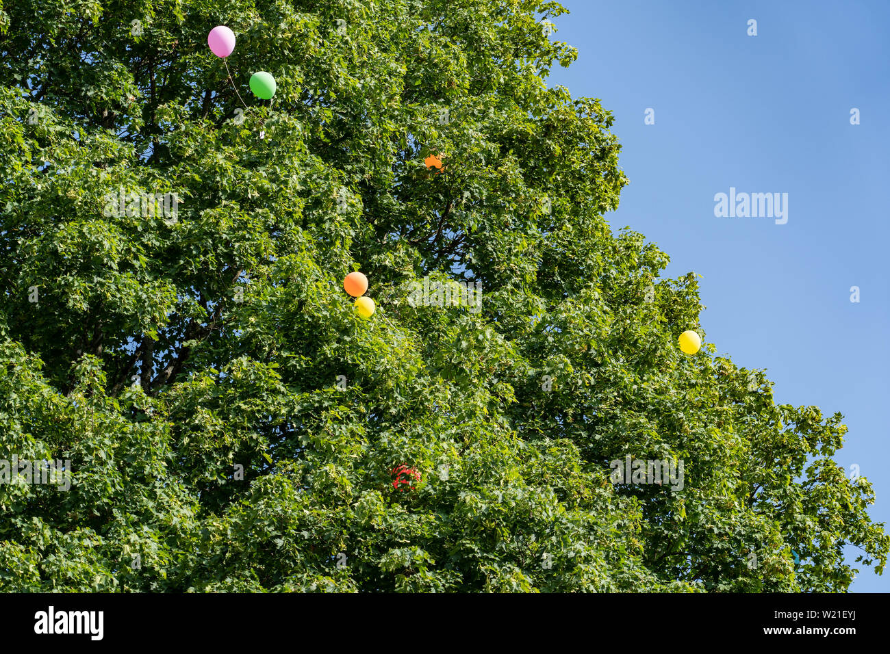 balloons hanging in a tree Stock Photo - Alamy