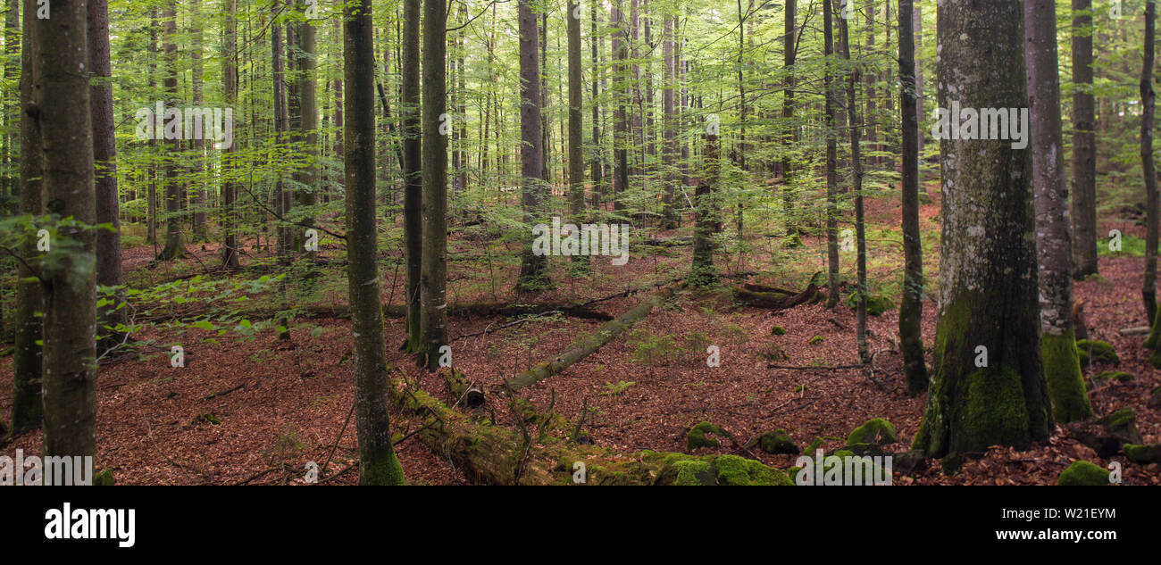 shot with old trees in their biotope in the middle- european woods ...