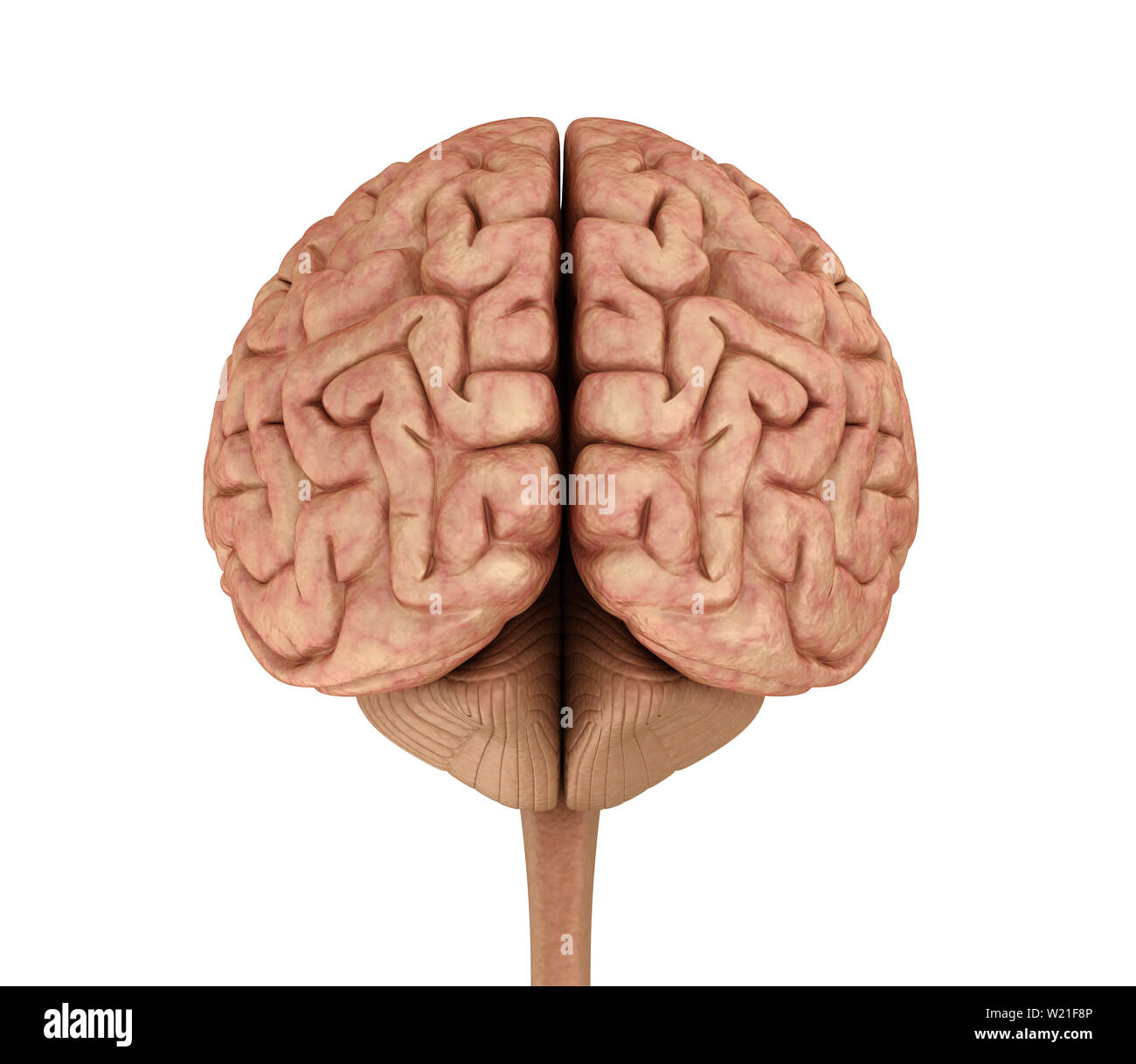 3d Brain Model