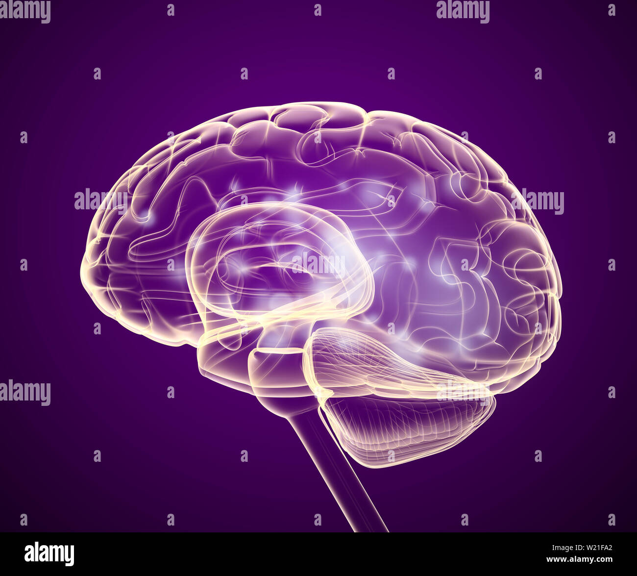 Human brain X-ray scan , Medically accurate 3D illustration Stock Photo ...