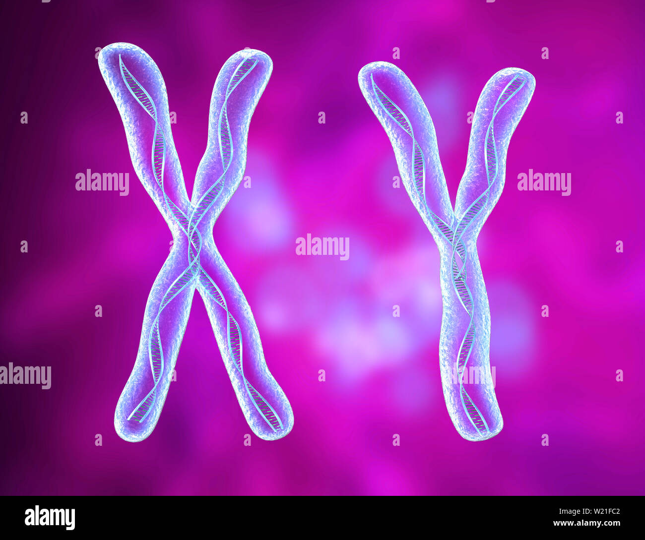 Chromosome x and y, DNA Strands molecule 3D illustration Stock Photo ...
