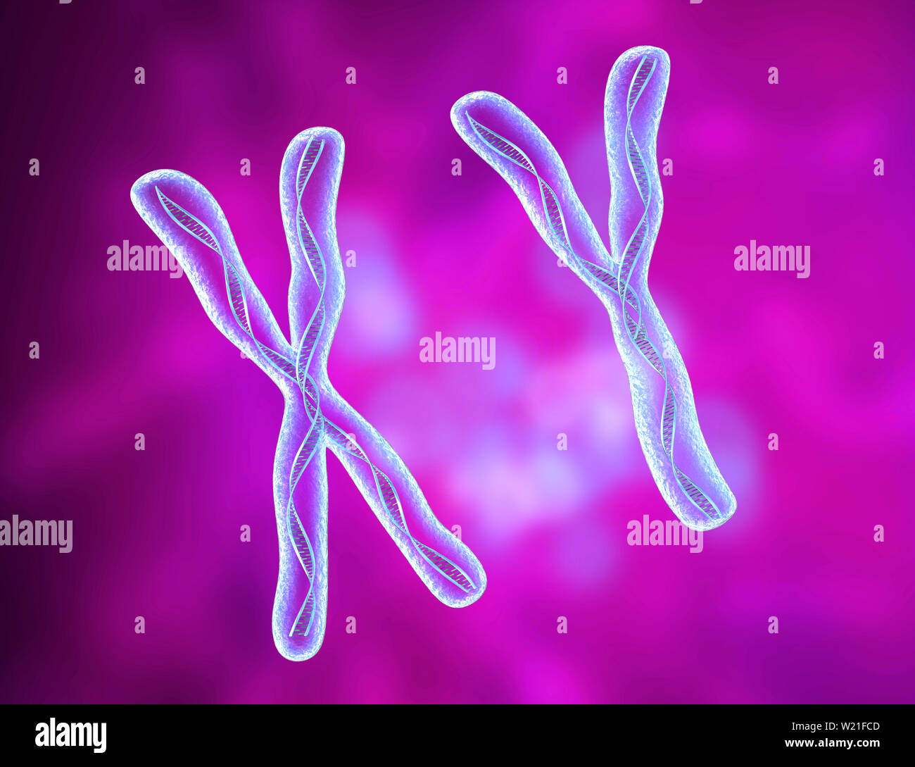 Chromosome x and y, DNA Strands molecule 3D illustration Stock Photo ...