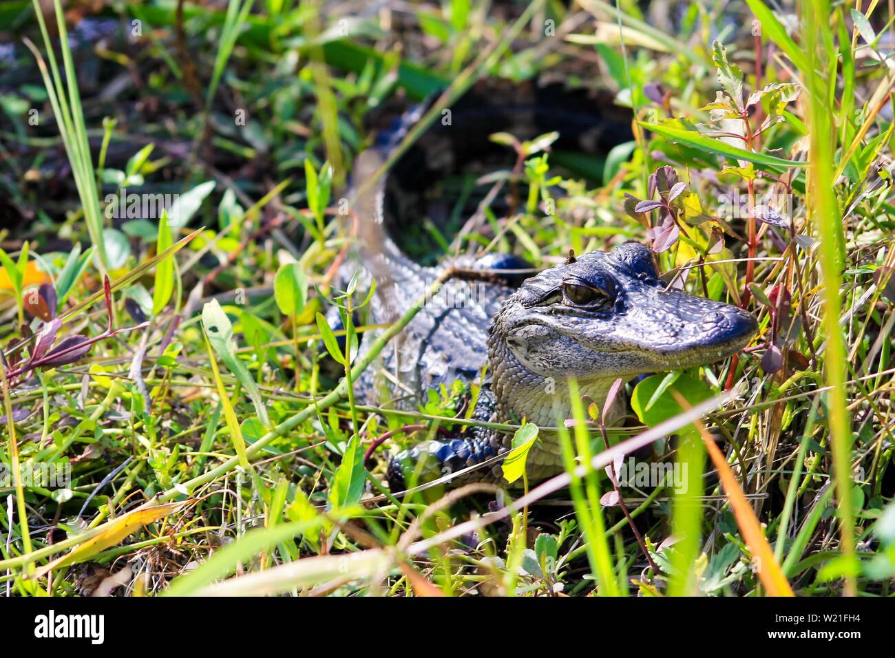 baby alligators are sitting in the gras for a sunbath Stock Photo - Alamy