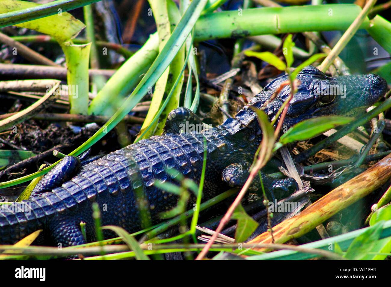 baby alligators are sitting in the gras for a sunbath Stock Photo - Alamy