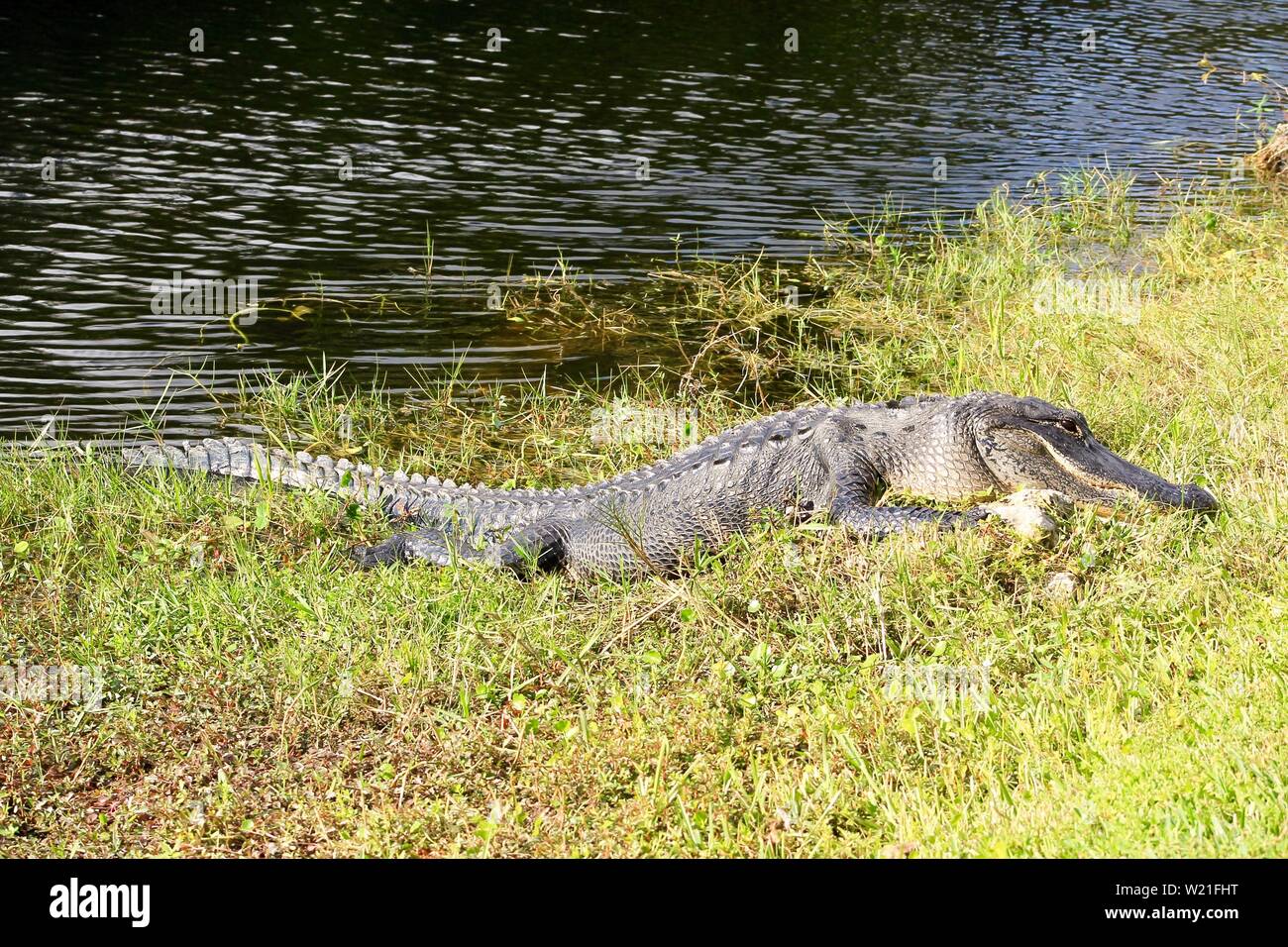 Alligator takes a sunbath in the gras Stock Photo - Alamy