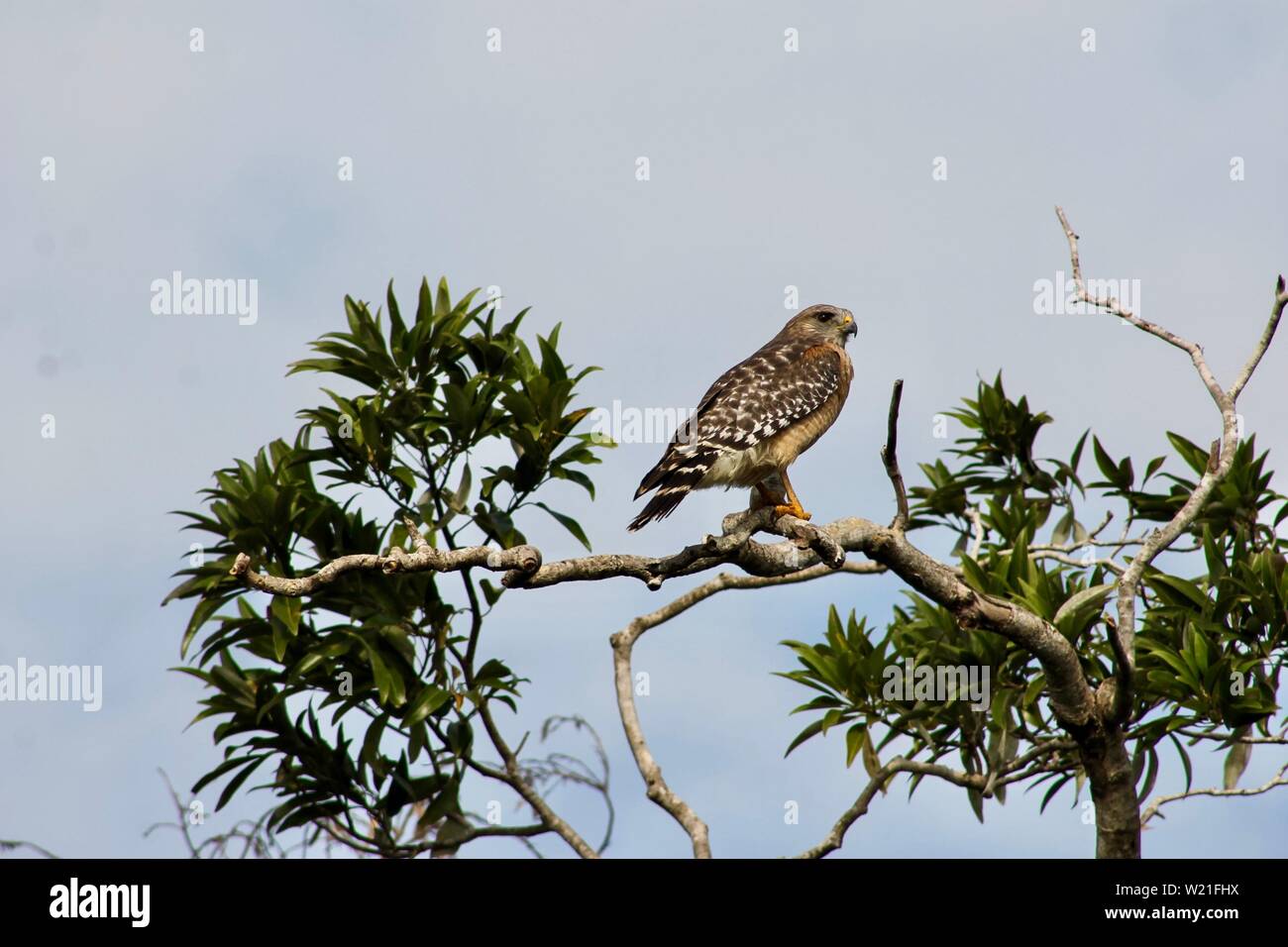 Florida buzzard hi-res stock photography and images - Alamy