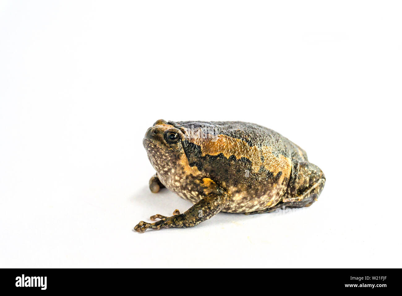Bullfrog (Kaloula pulchra) isolated on white background Stock Photo - Alamy