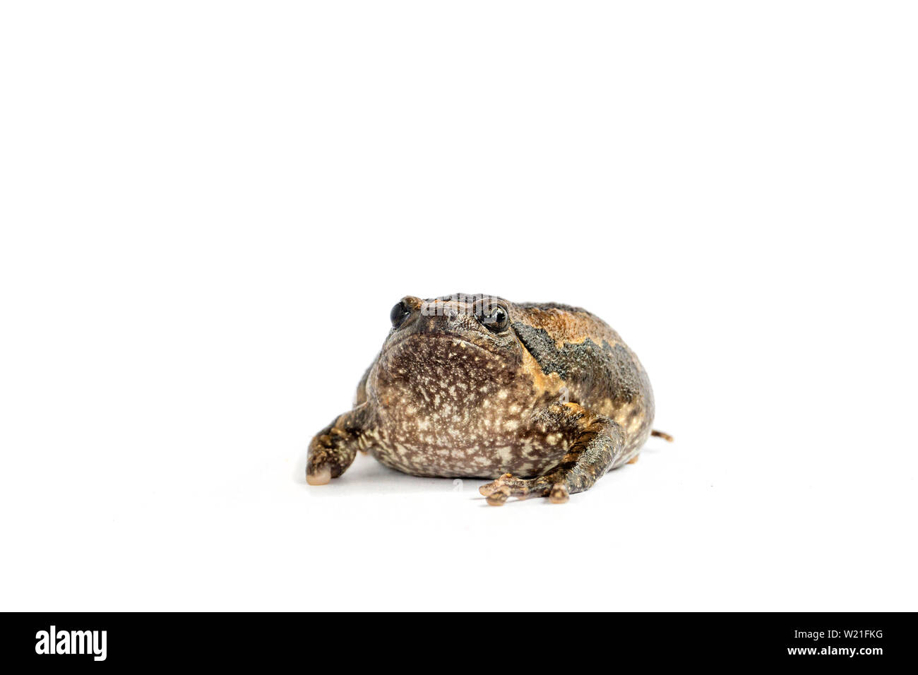 Bullfrog (Kaloula pulchra) isolated on white background Stock Photo - Alamy