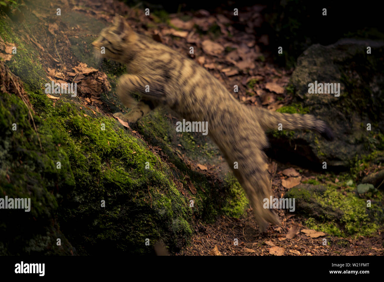 Wild cat (felis silvestris) jumping in the forest. Motion blurred ...