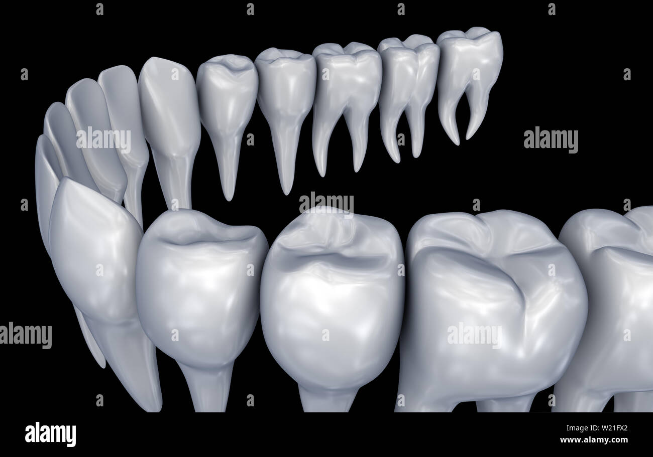 Human Teeth 3d instalation. Medically accurate dentistry anatomy. 3D ...