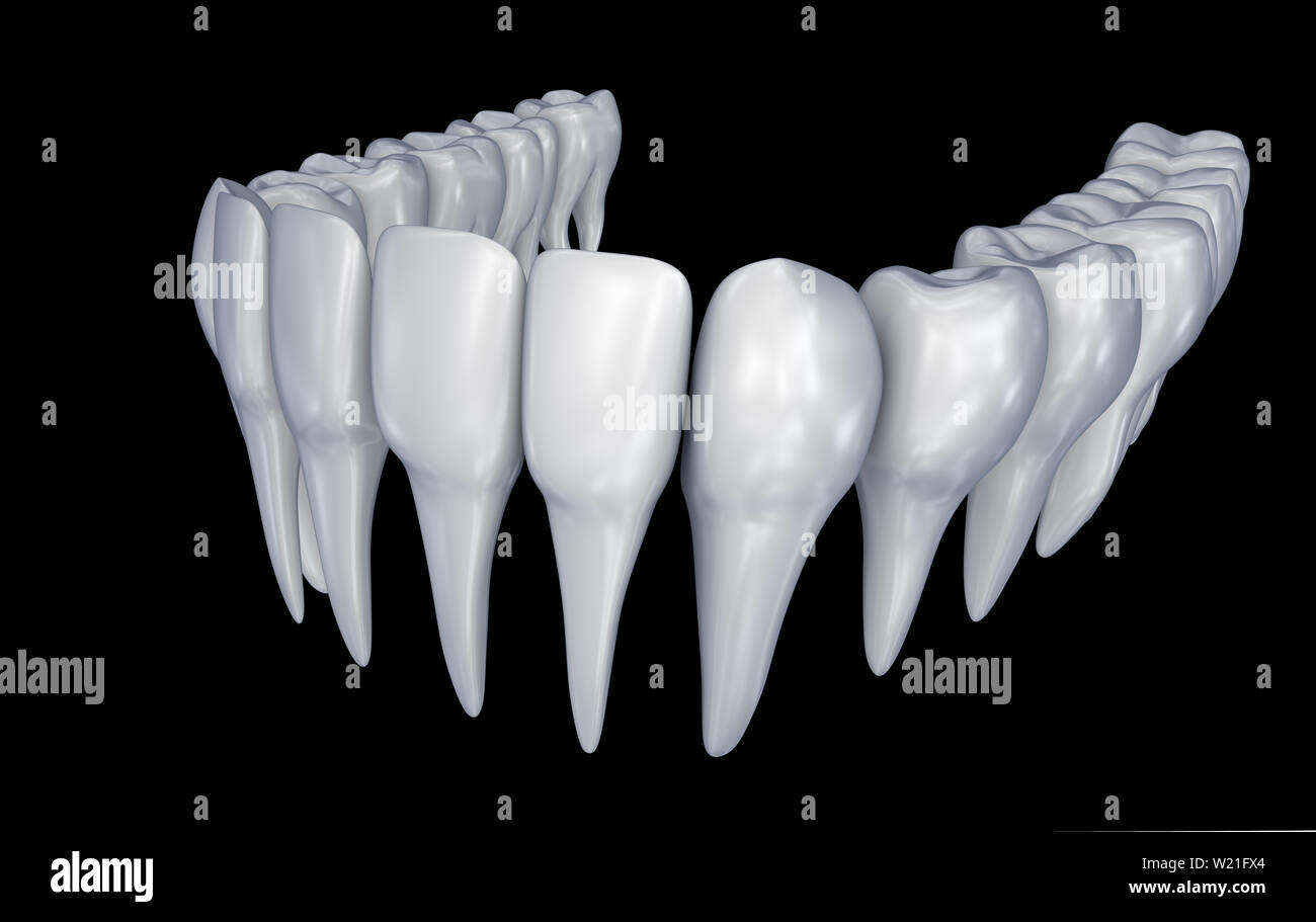 Human Teeth 3d instalation. Medically accurate dentistry anatomy. 3D ...